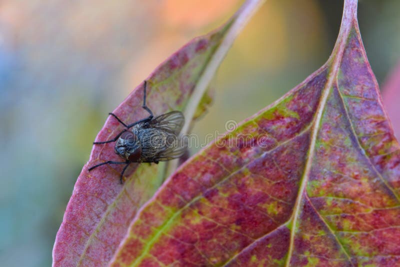 Dogwood Leaf Autumn Fly 04 stock image. Image of animal - 264282763