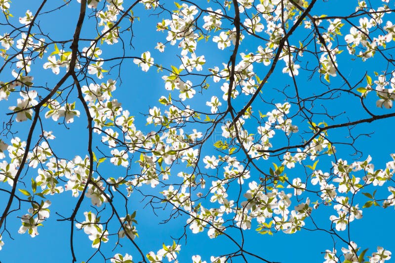 Dogwood Tree Blossom at Springtime in Park. Spring Natural Background ...
