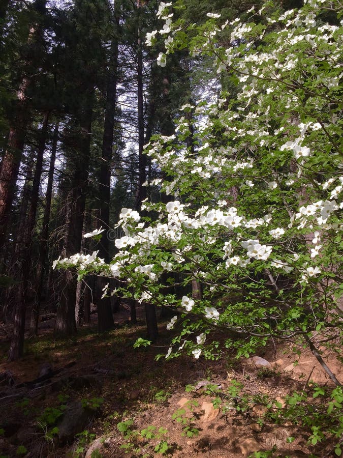 Dogwood tree stock image. Image of green, tree, flower - 184245361