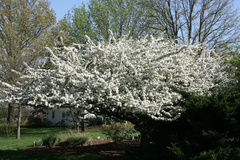 Missouri Dogwood Trees In An Array Of Blossoms Stock Photo - Image of ...
