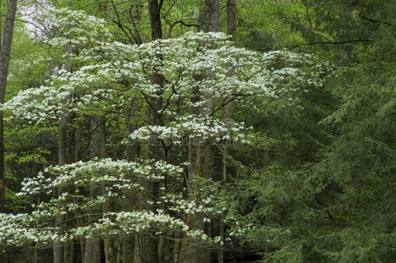 Dogwood Tree, Smokey Mountains Stock Image - Image of america, dogwood ...
