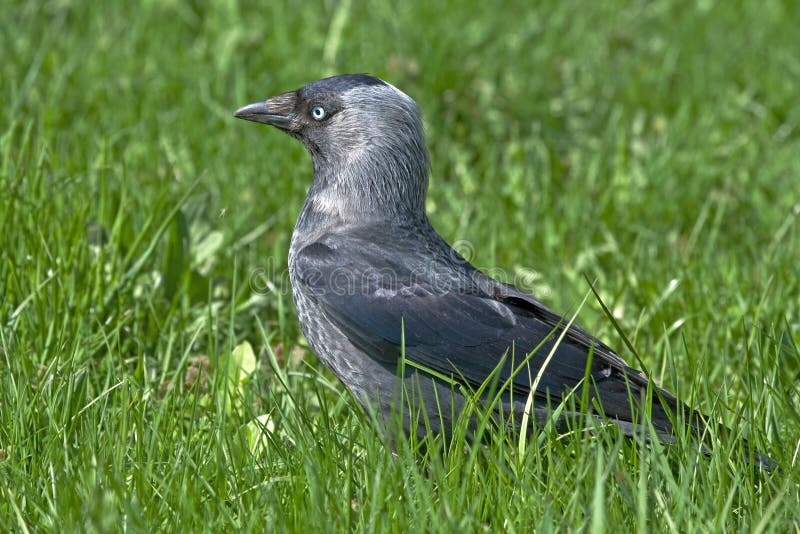 Dohle stockfoto. Bild von nave, braun, tier, wildnis - 16850586