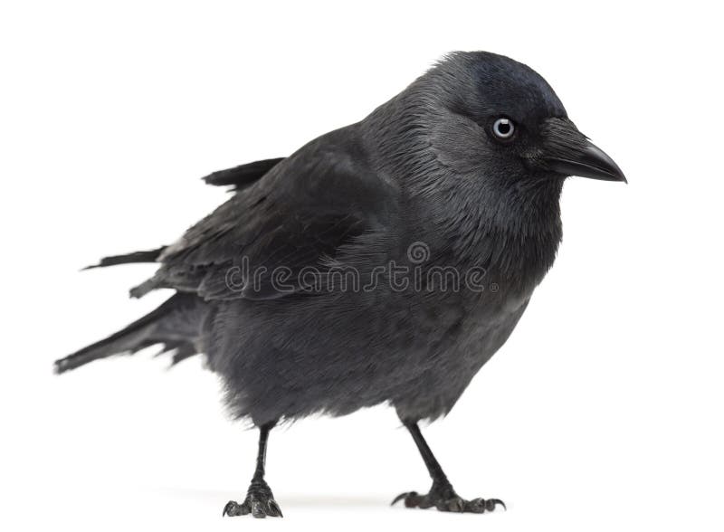Dohle Corvus Monedula, (oder Eurasische Dohle Oder Europa Stockbild ...