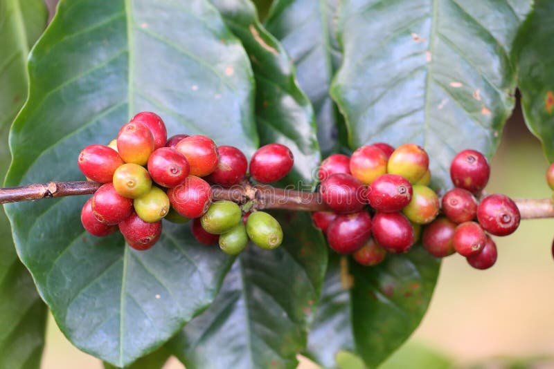 Doi Chang Coffee stock photo. Image of arabica, fresh - 64662068