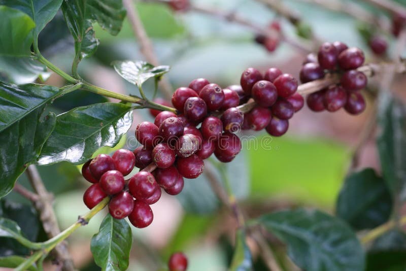 Doi Chang Coffee stock image. Image of asia, bali, chang - 64662109