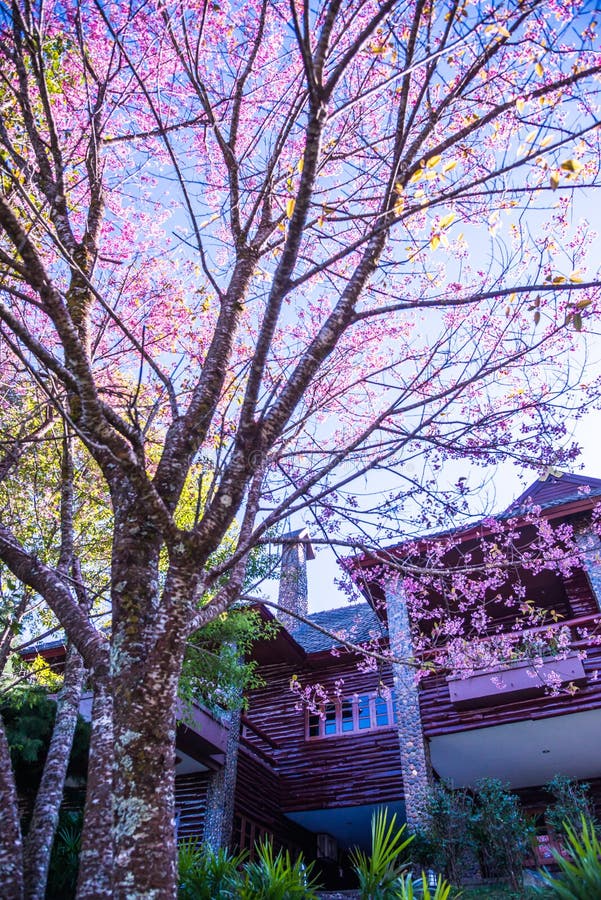 Doi Pha Tang Palace with Cherry Blossom Tree Stock Photo - Image of ...