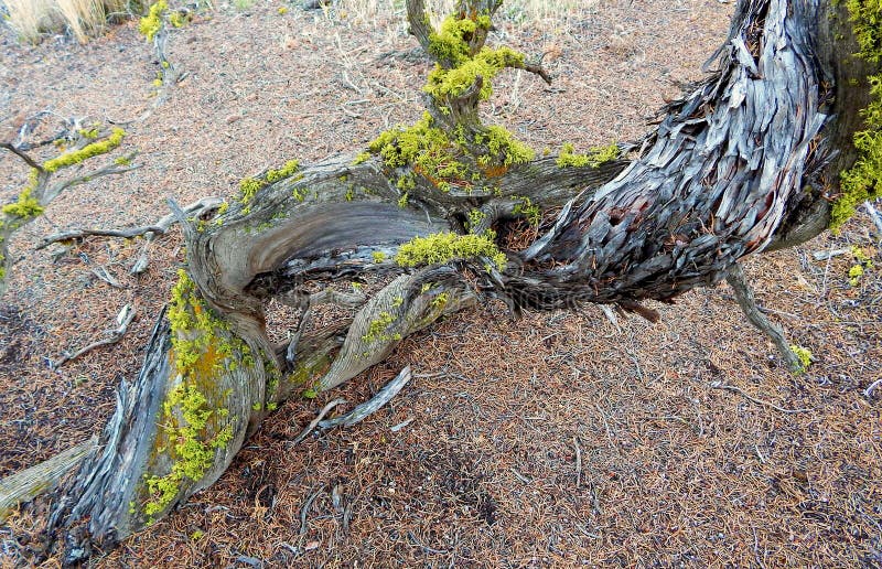 Doing the Twist stock photo. Image of branches, arid - 126311570