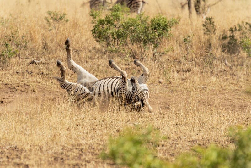 Doing the zebra roll stock photo. Image of drive, wildlife - 323339474