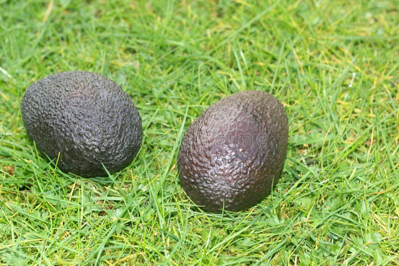 Duas coisas verdes 4 imagem de stock. Imagem de peças, corpo - 236917