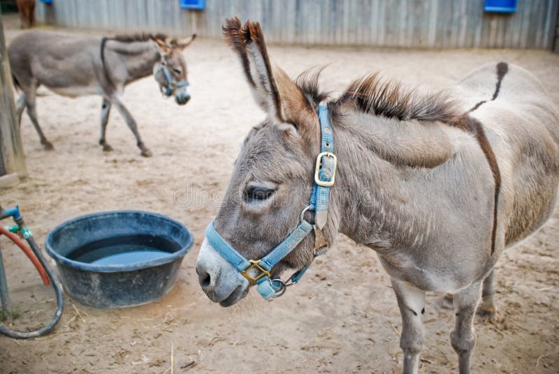 Asnos imagem de stock. Imagem de asnos, fazenda, domesticado - 4013449