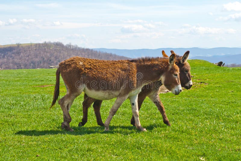 Asnos imagem de stock. Imagem de animal, asno, mula, cavalos - 60689423