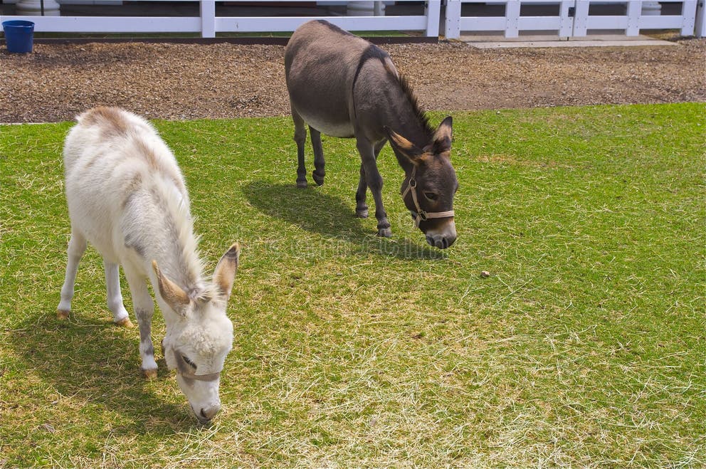 Dois asnos no barnyard imagem de stock. Imagem de animais - 20561255