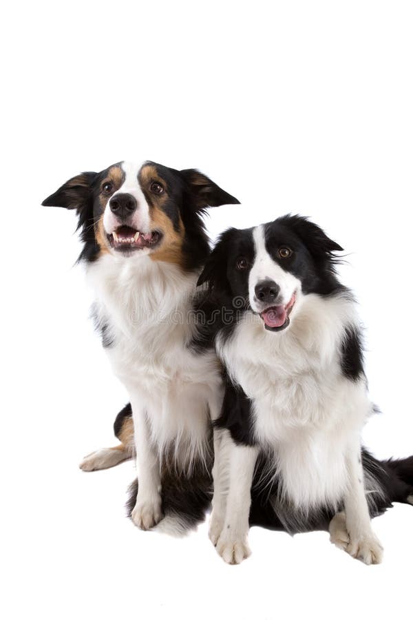 Dois cães imagem de stock. Imagem de fofofo, animal, animais - 3749569