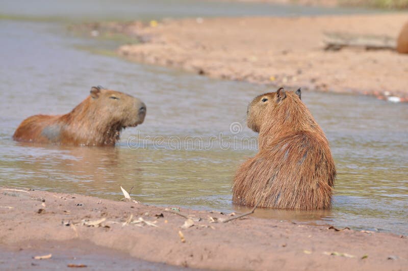 Dois capybaras no rio imagem de stock. Imagem de cativo - 76341141