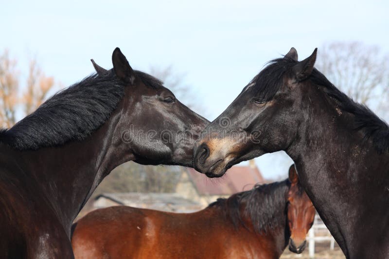 Dois Cavalos Pretos Que Nuzzling Foto de Stock - Imagem de azul, ativo ...