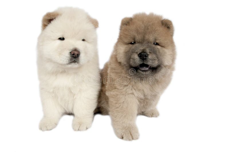 Dois Filhotes De Cachorro Do Chow-chow. Foto de Stock - Imagem de bebê ...