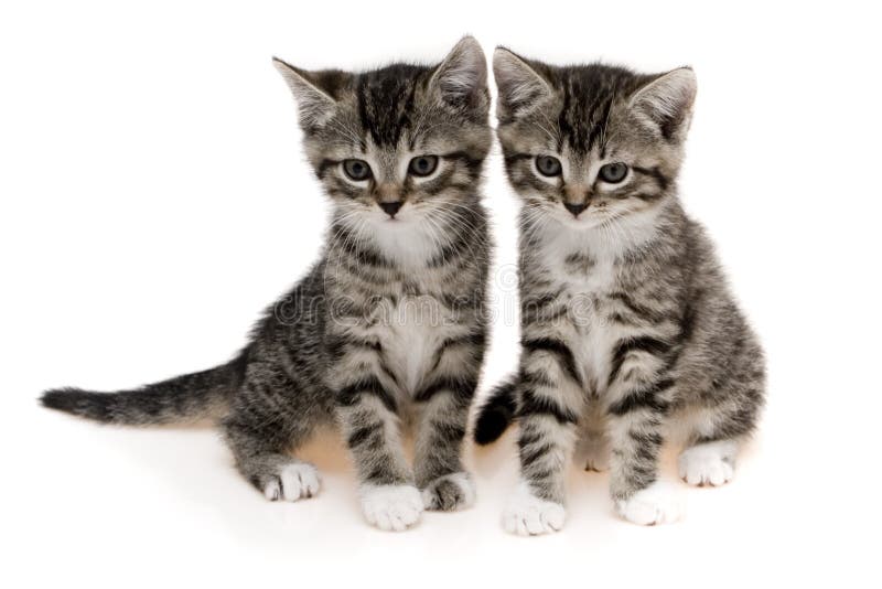 Dois gatos bonitos imagem de stock. Imagem de amar, suavidade - 8301437