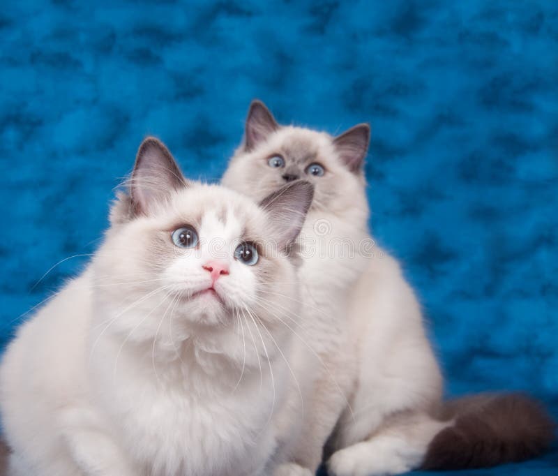 Dois Gatos Do Ragdoll No Fundo Azul Foto de Stock - Imagem de olhos ...