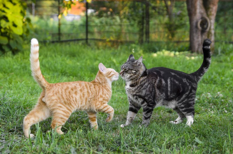 Dois Gatos Que Jogam No Jardim Imagem de Stock - Imagem de misturado ...