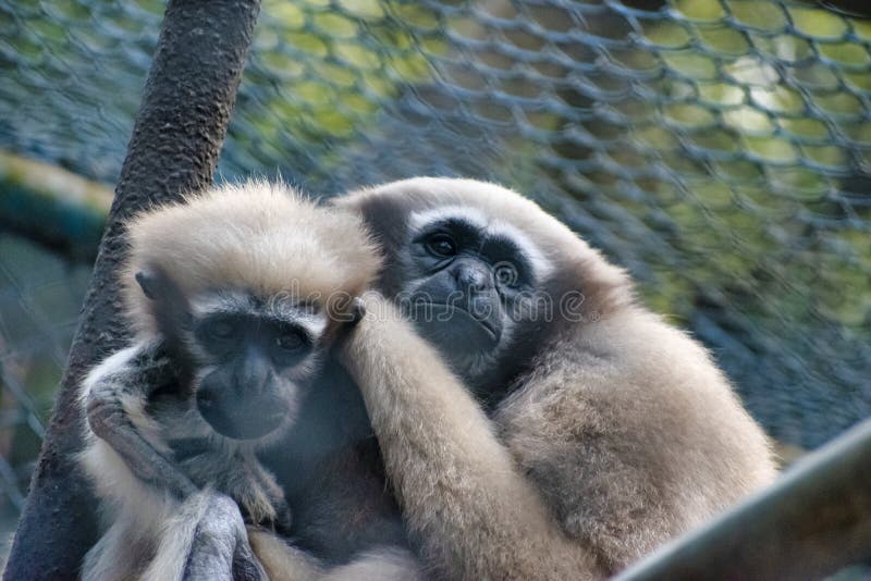 Macacos Bonitos E a Equipe De Gangues Da Boneca Foto de Stock - Imagem ...