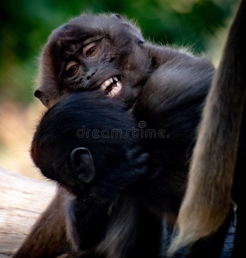 Dois Macacos Pequenos Brincam Juntos Lutam Imagem de Stock - Imagem de ...