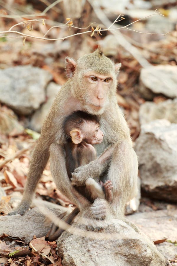 Dois Macacos Sentados Numa Pedra Vertical Imagem de Stock - Imagem de ...