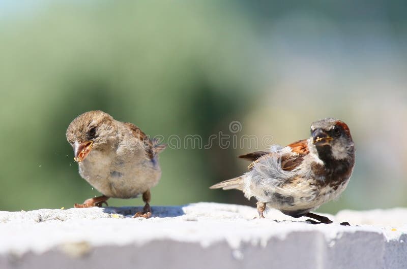Dois pardais comer foto de stock. Imagem de fauna, bico - 6077314