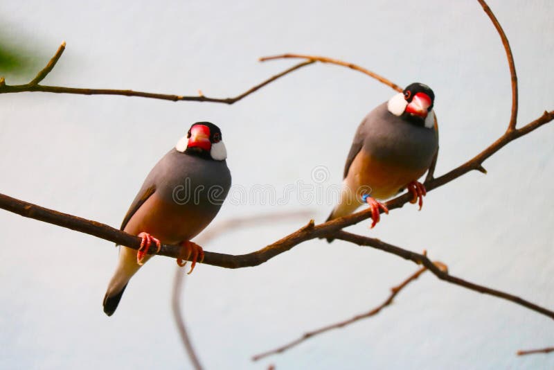 Dois Pardais De Java Que Sentam-se Em Um Ramo Leafless Na Frente De Um ...