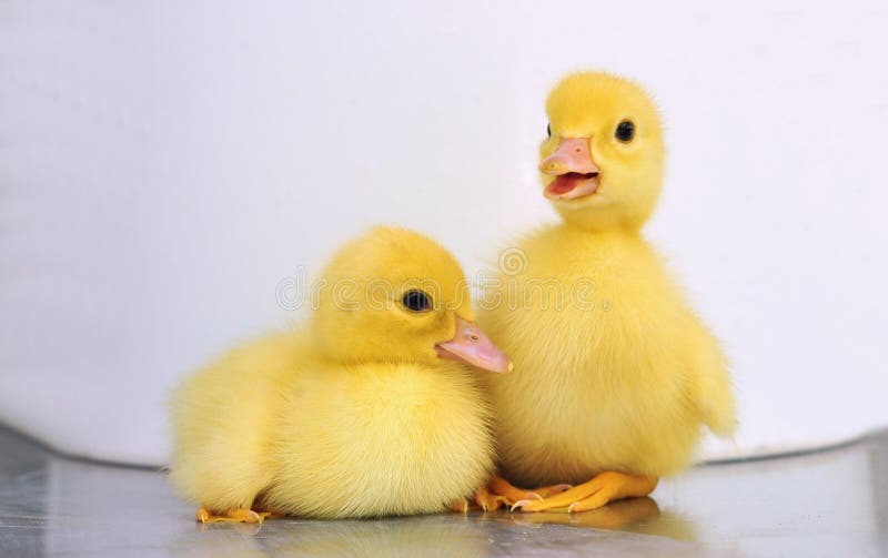 Dois Patos Amarelos Do Bebê Imagem de Stock - Imagem de marrom, isolado ...
