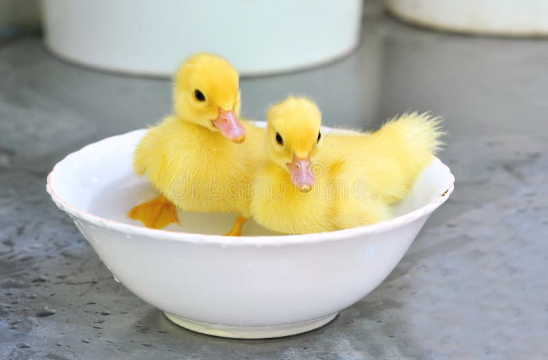 Um pato amarelo do bebê foto de stock. Imagem de bonito - 20265006
