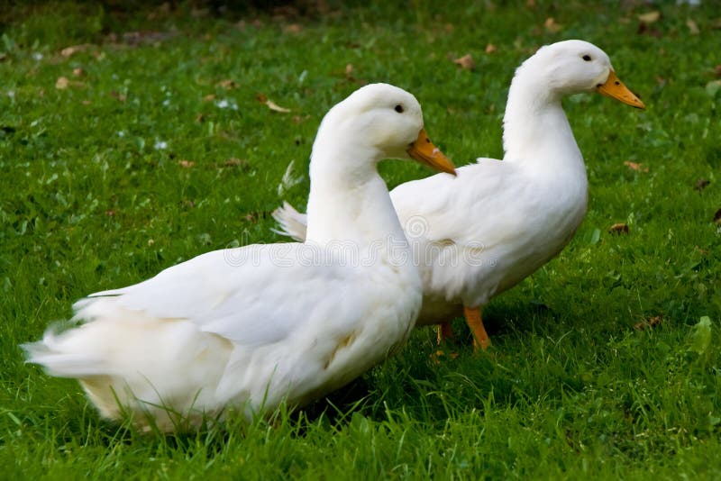 Dois patos brancos imagem de stock. Imagem de grama, fundo - 13245159