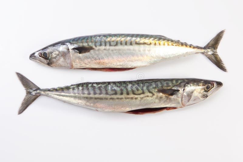 Dois peixes da cavala imagem de stock. Imagem de ingrediente - 53297861