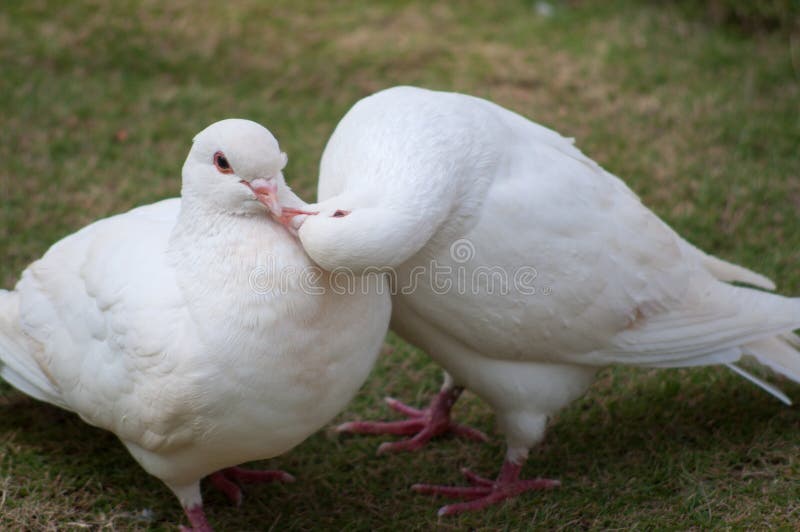 Duas pombas foto de stock. Imagem de beijo, pombos, bico - 16864190