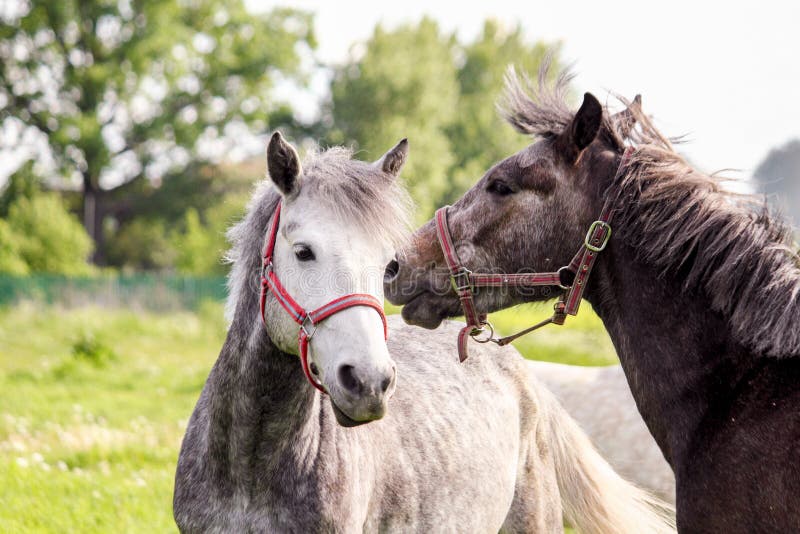 Dois Ponys Bonitos Que Lutam-se Playfully Foto de Stock - Imagem de ...