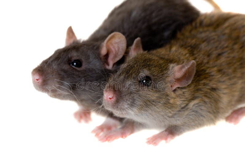 Dois Ratos Domésticos Pequenos Imagem de Stock - Imagem de pets ...
