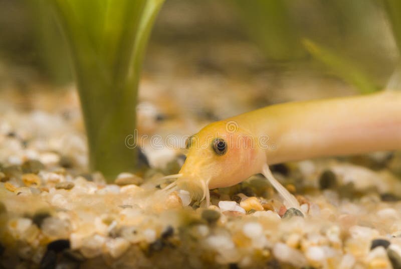 3,251 Dojo Stock Photos - Free & Royalty-Free Stock Photos from Dreamstime