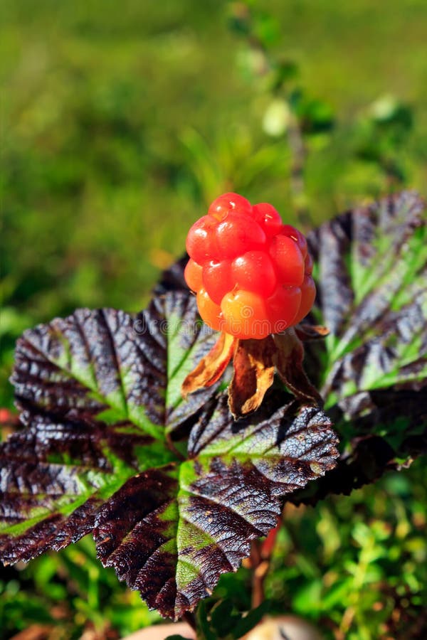 Dojrzała Moroszka (Rubus Chamaemorus) Zdjęcie Stock - Obraz złożonej z ...