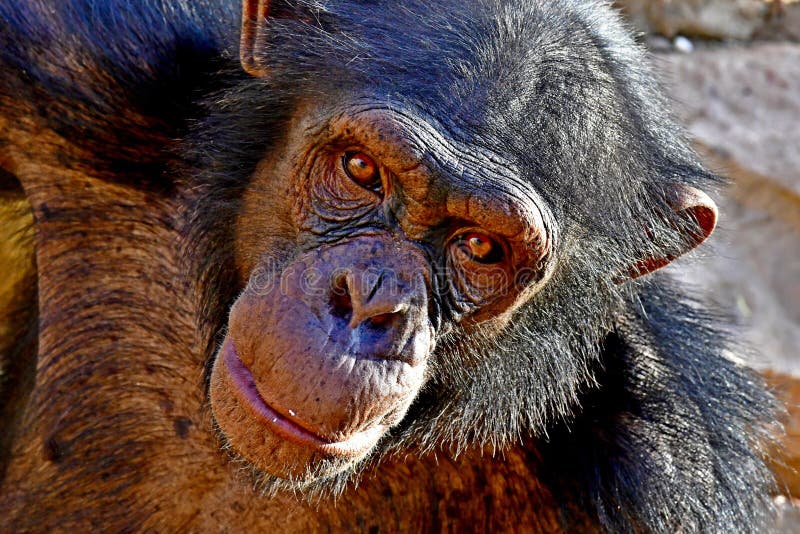 Szympans Zdjęcia Stock - Pobierz 9,416 Zdjęcia Royalty Free