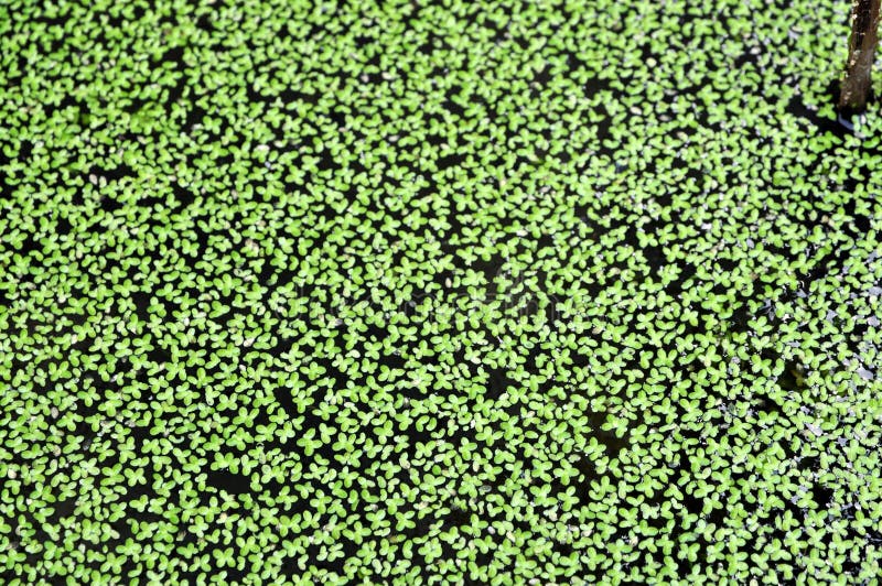 Dok Jok stock image. Image of brightly, bright, abstract - 29340343