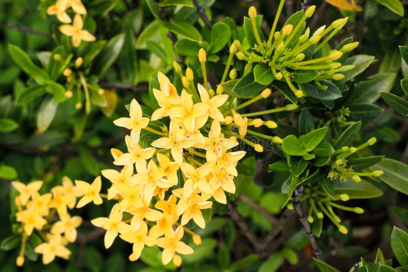 Dok Rak stock photo. Image of thai, thaiflowers, whiteflower - 96960280