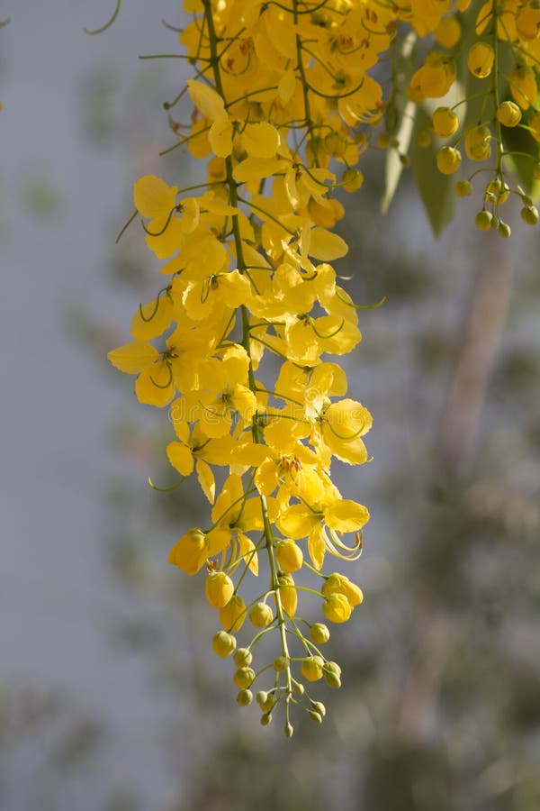 Dok Koon Golden Shower Tree Stock Image - Image of heaven, floral: 90959691