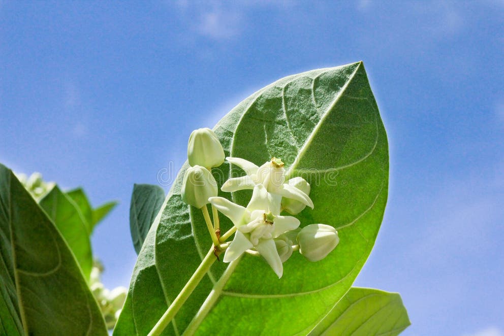 Dok Rak foto de archivo. Imagen de corona, nantes, cubo - 96960280