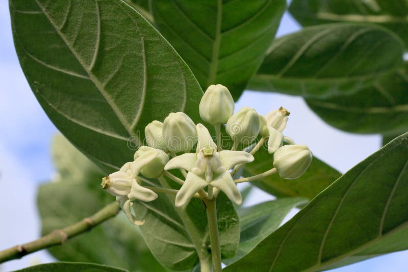 Dok Rak stock photo. Image of thai, thaiflowers, whiteflower - 96960280