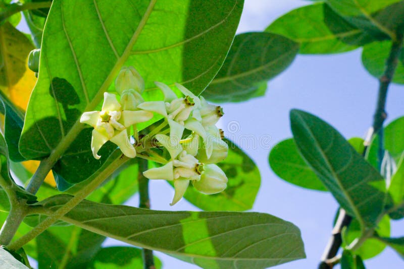 Dok Rak Stock Photos - Free & Royalty-Free Stock Photos from Dreamstime