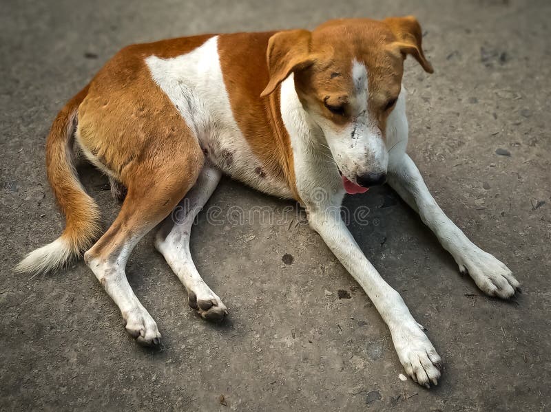 Dokestic Stock Photos - Free & Royalty-Free Stock Photos from Dreamstime