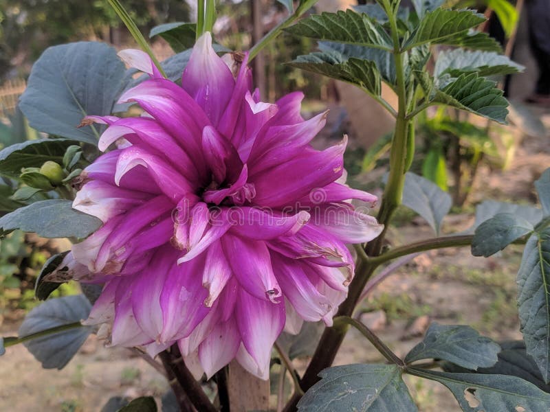 Dol ful flower stock image. Image of love, flower, nature - 179443723