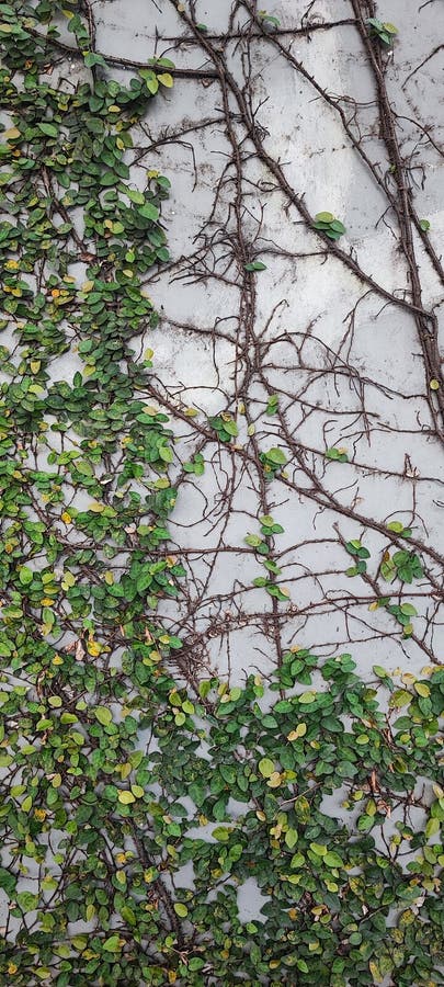 Dolar Leaf Plant Stock Photos - Free & Royalty-Free Stock Photos from ...