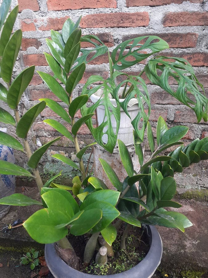 Dolar Tree Monster Stock Photos - Free & Royalty-Free Stock Photos from ...