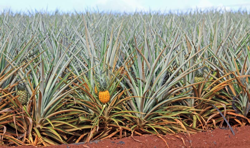 Pineapple Fields in Central Oahu Hawaii Stock Image - Image of oahu ...