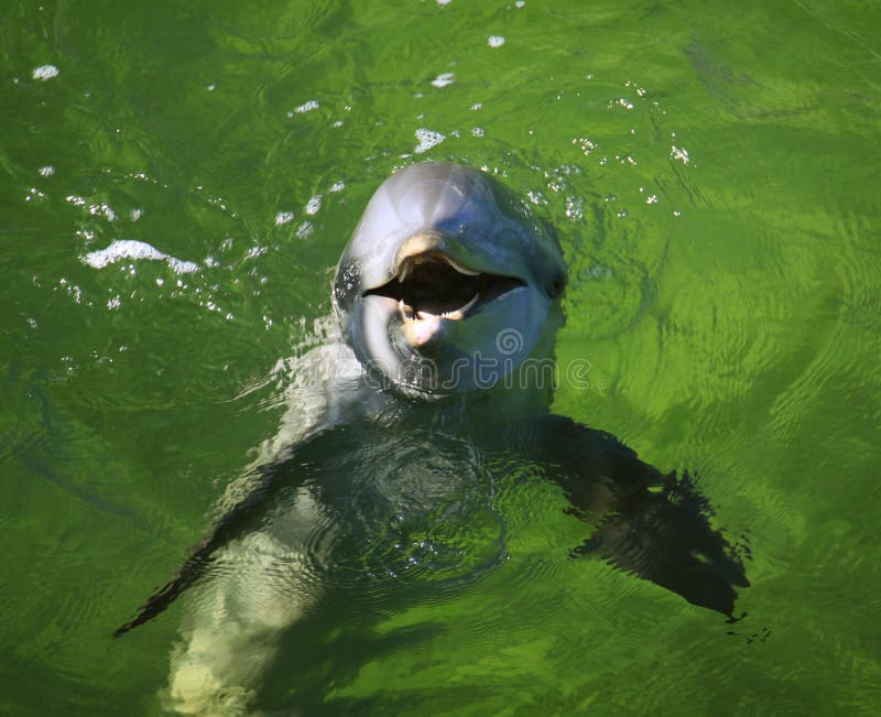 Dolfijn stock afbeelding. Image of dier, niemand, aarde - 10834249